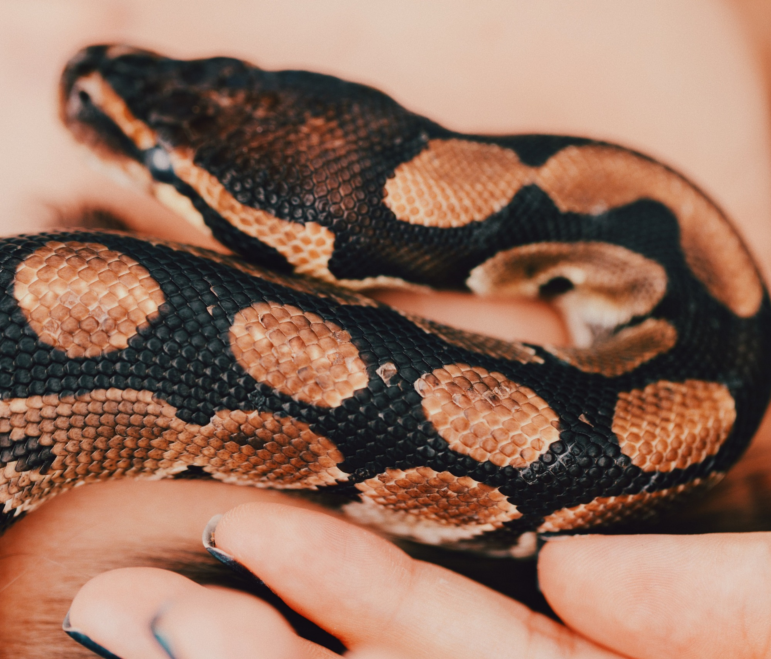 A psicologia da inveja