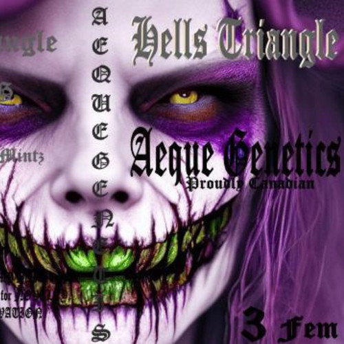 Hell's Triangle 3pk (F) | CandyJar Exotics