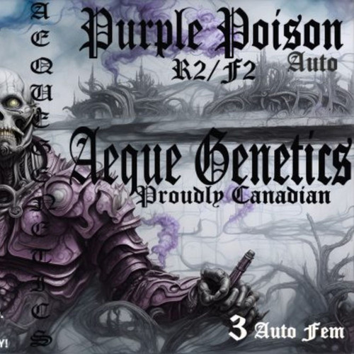 Purple Poison R2/F2 3pk (A) | CandyJar Exotics