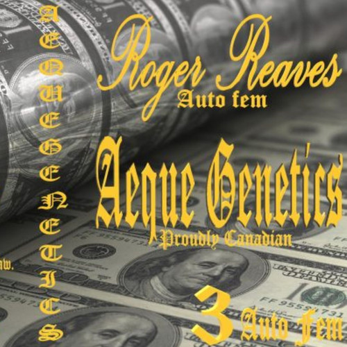 Roger Reaves 3pk (AF) | CandyJar Exotics