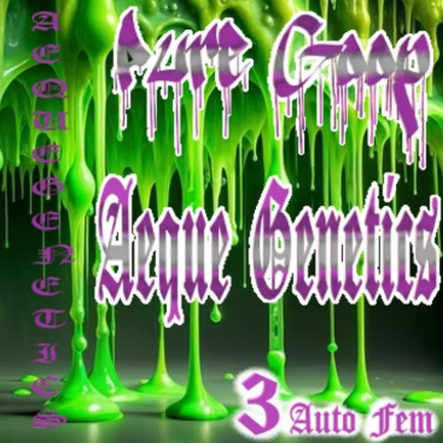 Pure Goop 3pk (AF) | CandyJar Exotics