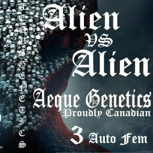 Alien Vs Alien 3pk A Candyjar Exotics