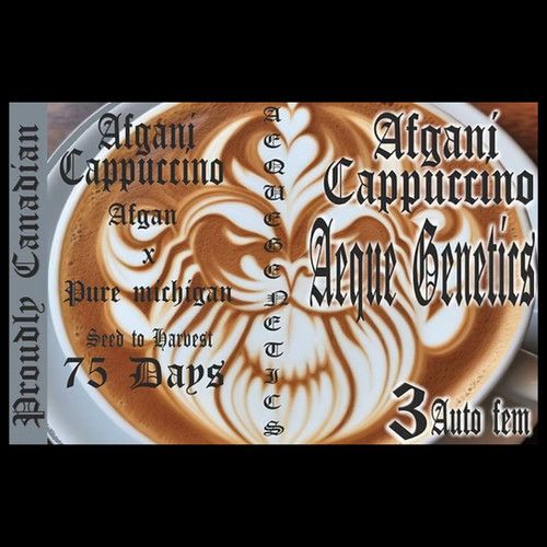 Afghan Cappuccino 3pk (AF) | CandyJar Exotics