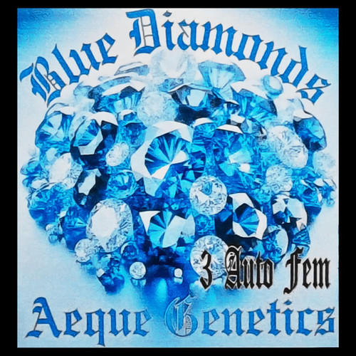 Blue Diamonds (Limited Release) 3pk (AF) | CandyJar Exotics