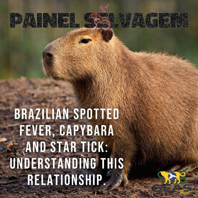 Brazilian Spotted Fever, capybara and star tick: understanding this ...