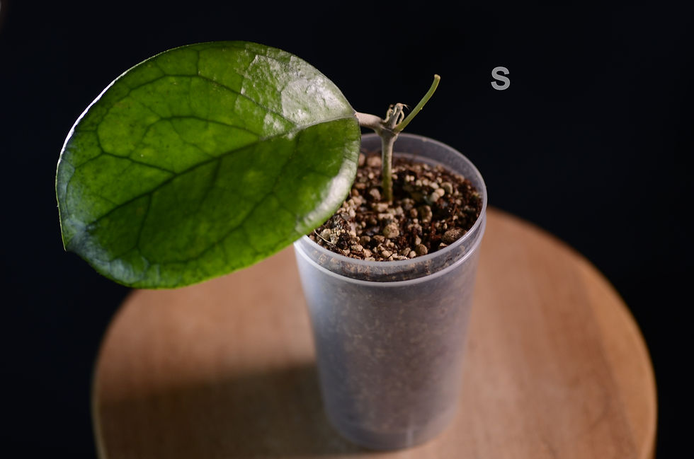 Hoya ricardo SS 13-05 (Hoya vitellina x Hoya deykeae) | Plantopus