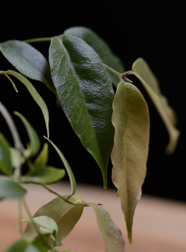 Hoya exilis | Plantopus