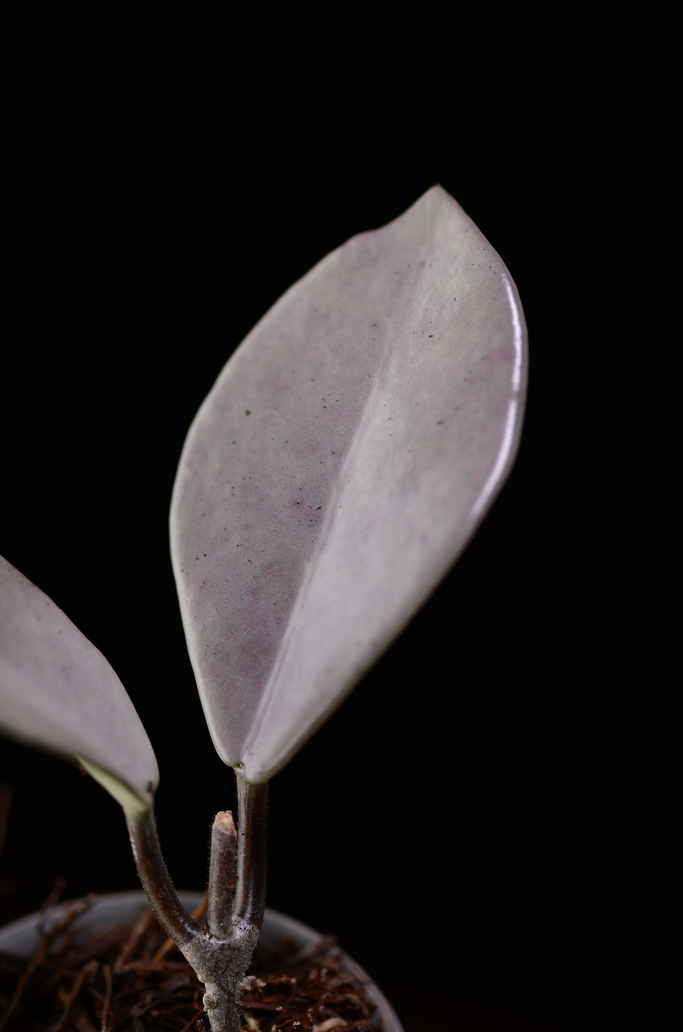 Hoya carnosa 'Wilbur Graves' Silver | Plantopus