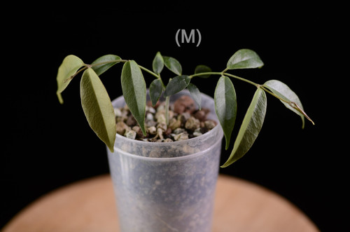 Hoya exilis | Plantopus