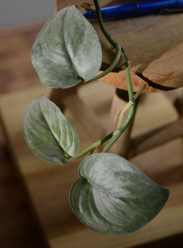 Scindapsus Platinum | Plantopus