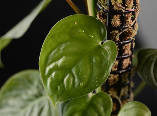 Scindapsus Lucens (the real one) | Plantopus