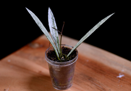 Hoya 'Bamboo Leaf' (Silver/Splash) NOID | Plantopus