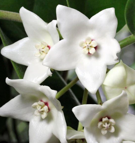 Hoya magnifica | Plantopus