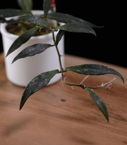 Hoya mirabilis splash (Clone B) | Plantopus