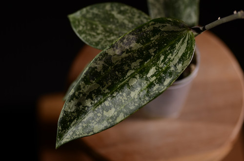 Hoya rangsan | Plantopus