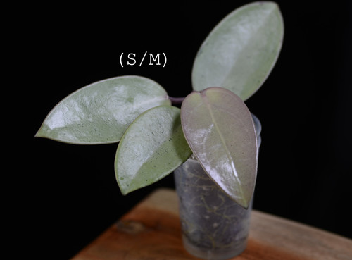 Hoya ‘silver dollar’ MB1405-AG (A) | Plantopus