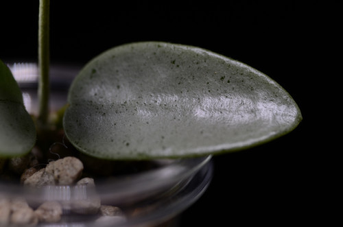 Hoya 'Lima' Silver | Plantopus