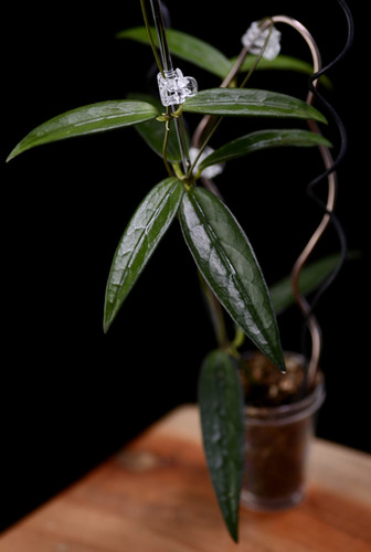 Dischidia acuminata | Plantopus