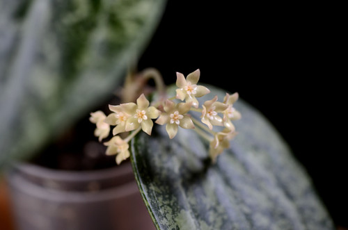 Hoya rangsan | Plantopus