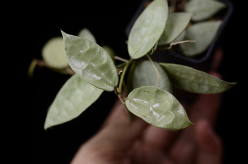 Hoya lacunosa 'West Java Snow' | Plantopus