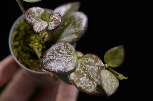 Hoya collina IR 26 | Plantopus