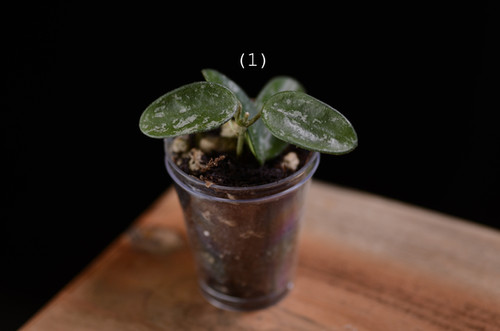 Hoya 'Lima' splash | Plantopus