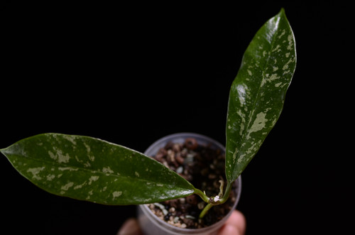 Hoya griffithii splash | Plantopus