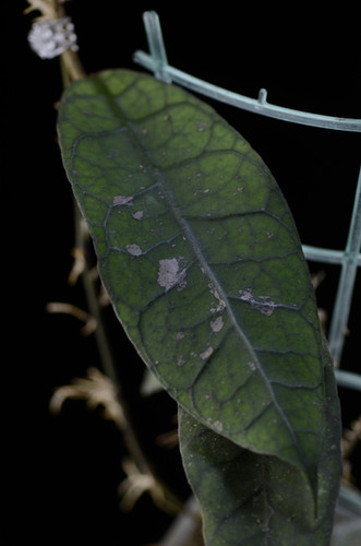 Hoya clemensiorum (Borneo) | Plantopus