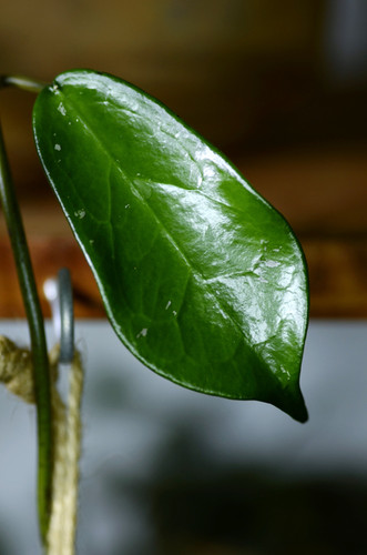 Hoya rostellata ( ex 'Hummingbird' ) | Plantopus