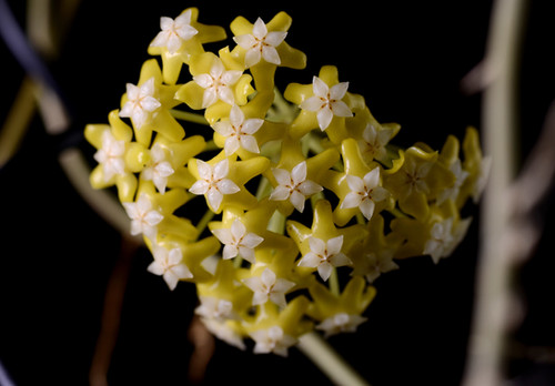 Hoya sp. Timor Leste | Plantopus