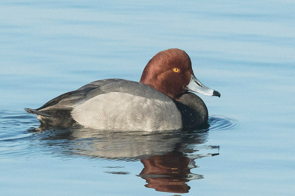 Data Portrait of the Red-headed Duck in NYC/LI 1880-2018