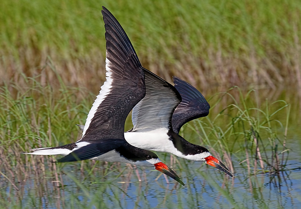 Central Park and NY Botanical Garden (Bronx) Bird Walks