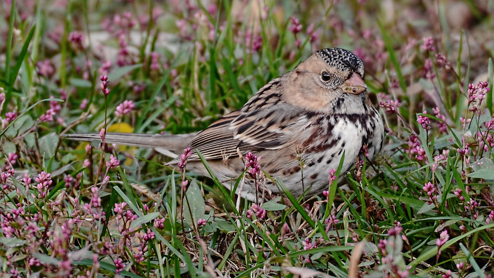 Harris's Sparrow in Central Park: DISCOVERY - First Confirmed Record