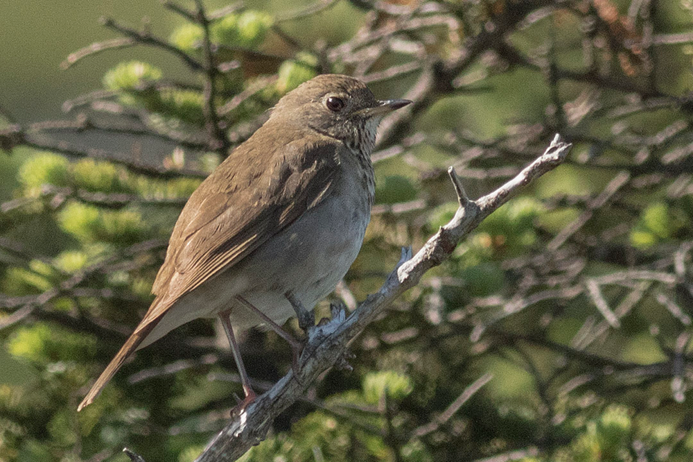 Catch them Now before they're Gone: Bird Migration in Central Park in