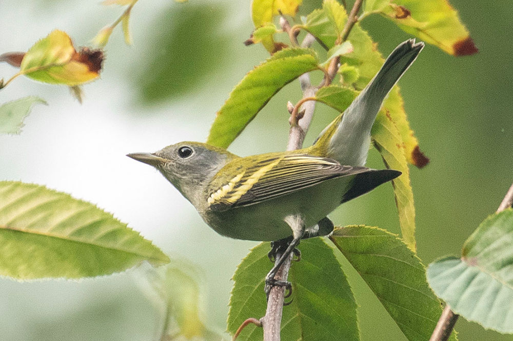 Warbler Migration NOW + One More Night of the Owl