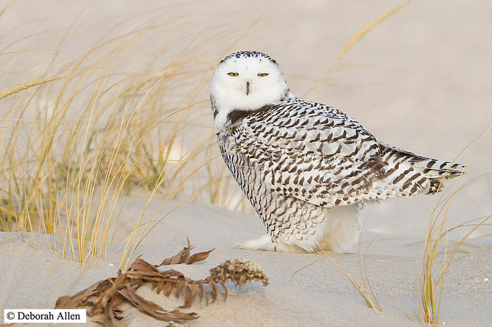 Cold, Snow, Owls and those Winter Birds of Central Park