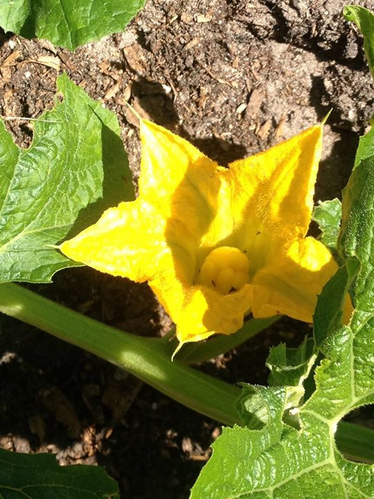 Natural Chai Farms | Event Venue | Organic Produce Davie Florida