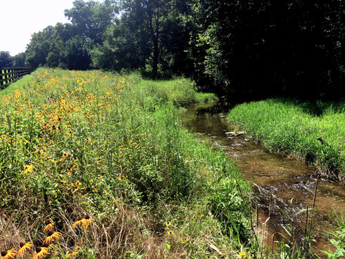 Mix 170 - Northern Riparian Mix | Roundstone Native Seed