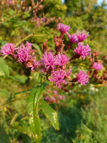 Iron Weed (Vernonia gigantea) | Roundstone Native Seed | Wildflower ...