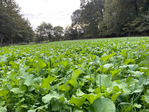 Mix 242 - Deer and Turkey Food Plot | Roundstone Native Seed