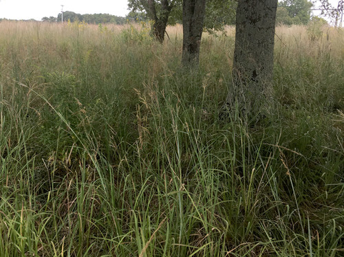 Mix 260 - Cool Season Cattle | Roundstone Native Seed
