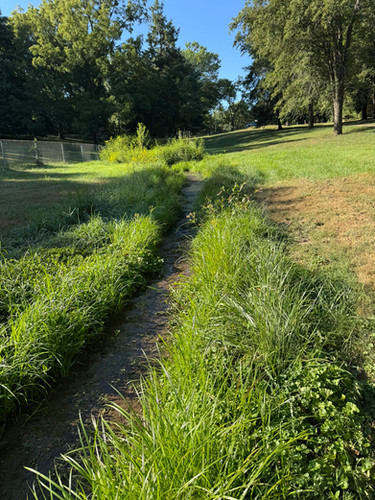 Mix 215 - Northern Bioswale Economy Mix | Roundstone Native Seed