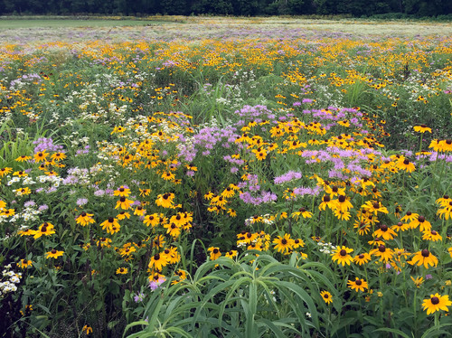 Mix 167 - Northern Riparian Buffer Mix | Roundstone Native Seed