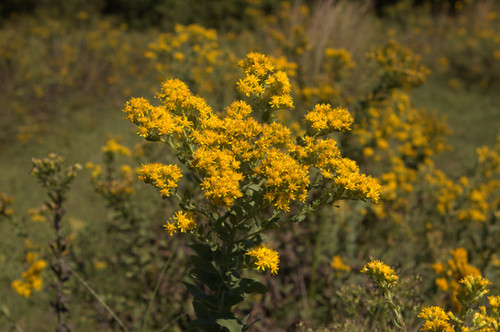 Rigid Goldenrod (Oligoneuron rigidum) | Roundstone Native Seed