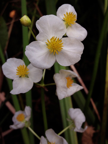 Arrowhead | Roundstone Native Seed | Flower | Wildlife | Wetland ...