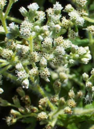 Boneset | Roundstone Native Seed | Gardens | Wildflower | Herbal ...