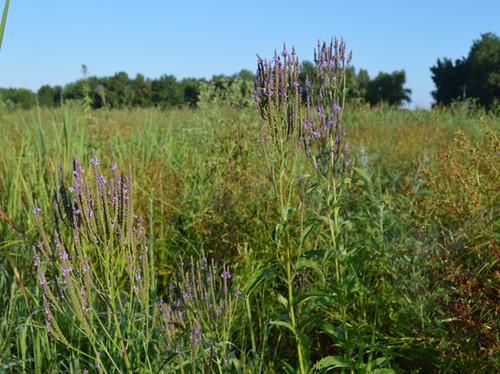 Mix 169 - Coastal Riparian Buffer Mix | Roundstone Native Seed