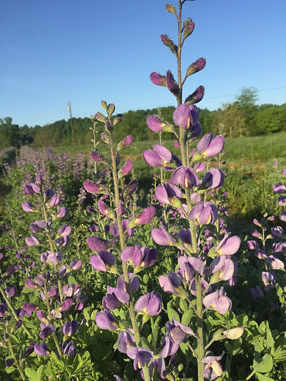 blue false indigo