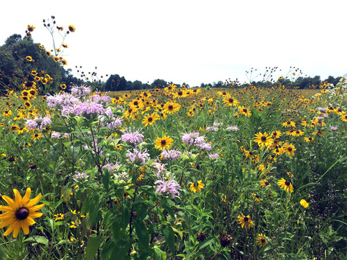 Mix 120 - Coastal Short Meadow Mix | Roundstone Native Seed ...