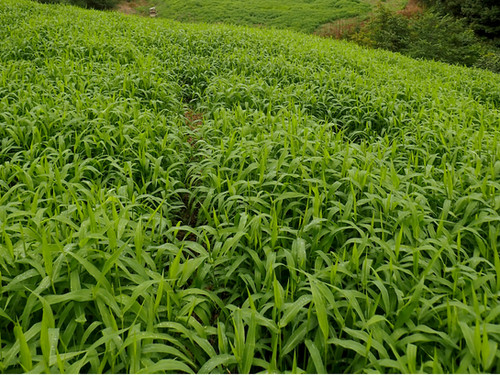 Mix 206 - Northern Quick Erosion Control Cover | Roundstone Native Seed
